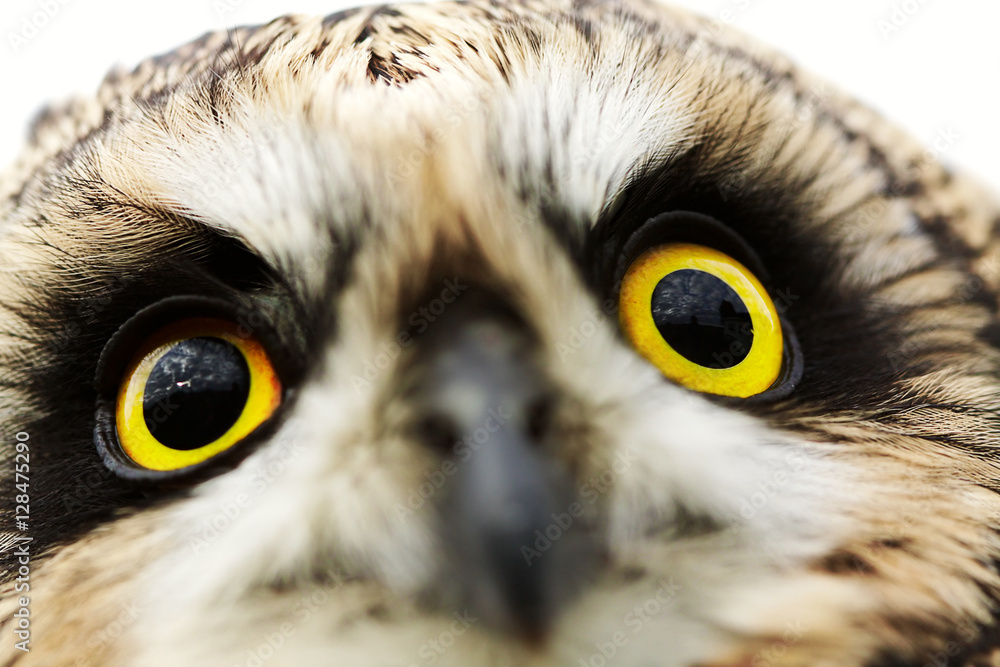 Short-eared Owl Stock Photo | Adobe Stock