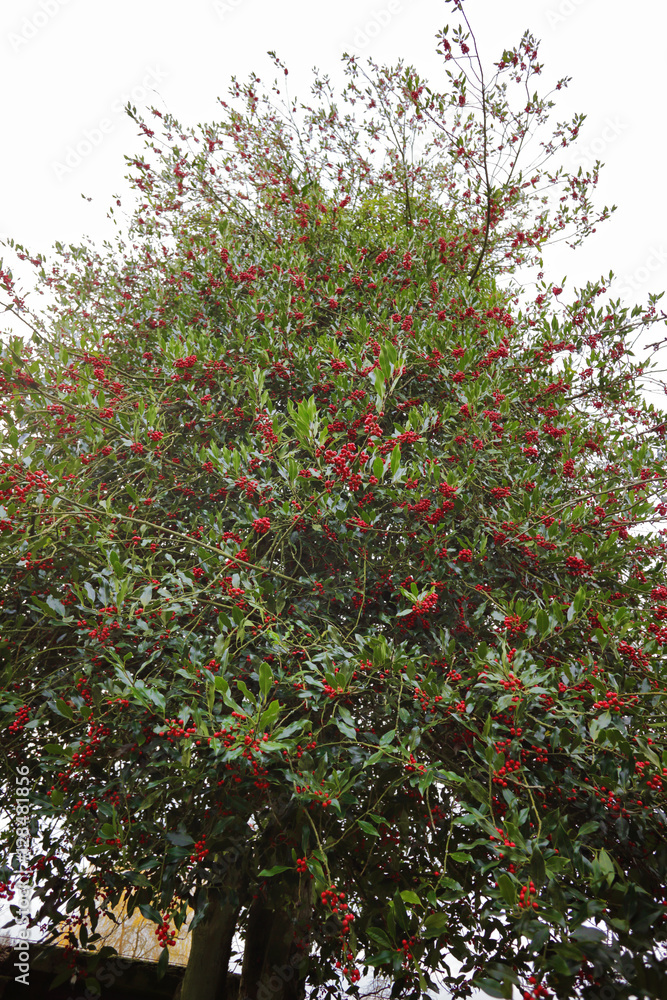 arbre centenaire de houx commun avec baies rouges (ilex aquifolium ...