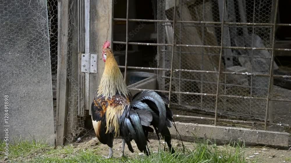 Close up of golden rooster crowing on traditional rural barnyard in the ...