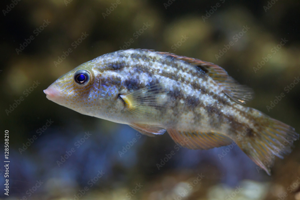 Corkwing wrasse (Symphodus melops). Stock Photo | Adobe Stock