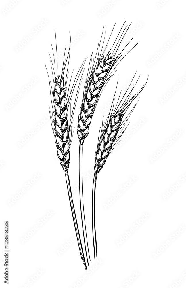 Hand drawn vector illustration of wheat Stock Vector | Adobe Stock