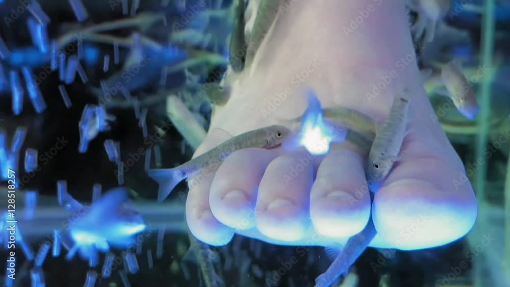 A lady is in a spa getting a fish pedicure. Tiny fish eat the dead skin ...