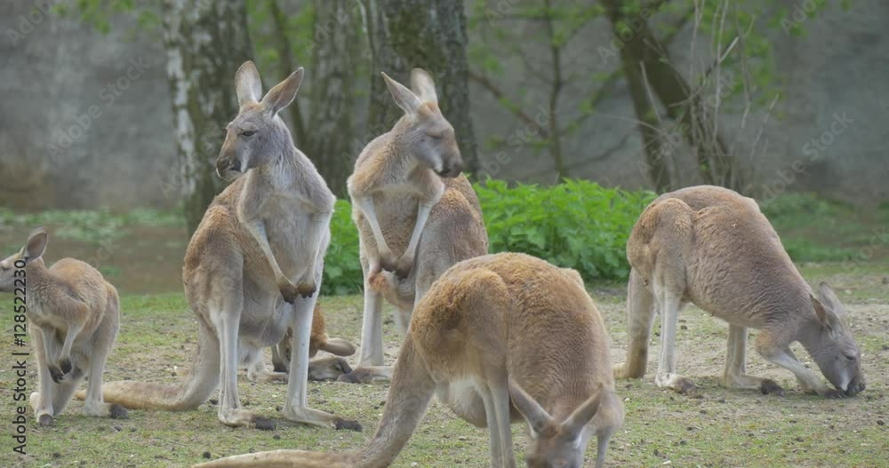 Kangaroos Are Grazing Animal is Washing Its Face Zoo in Summer Day ...