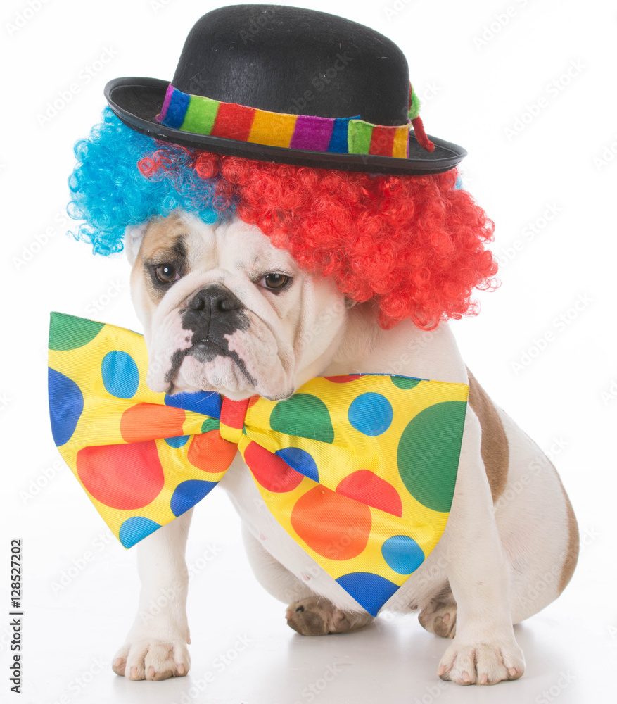 dog dressed like a clown Stock Photo | Adobe Stock