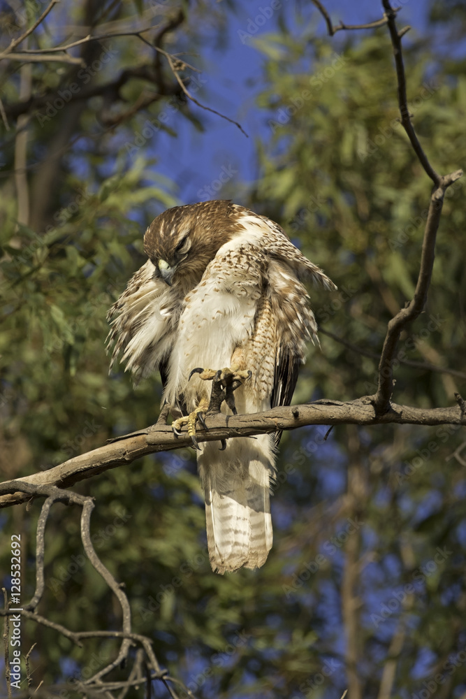 Hawk bird of prey at tree tiop perch Stock Photo | Adobe Stock