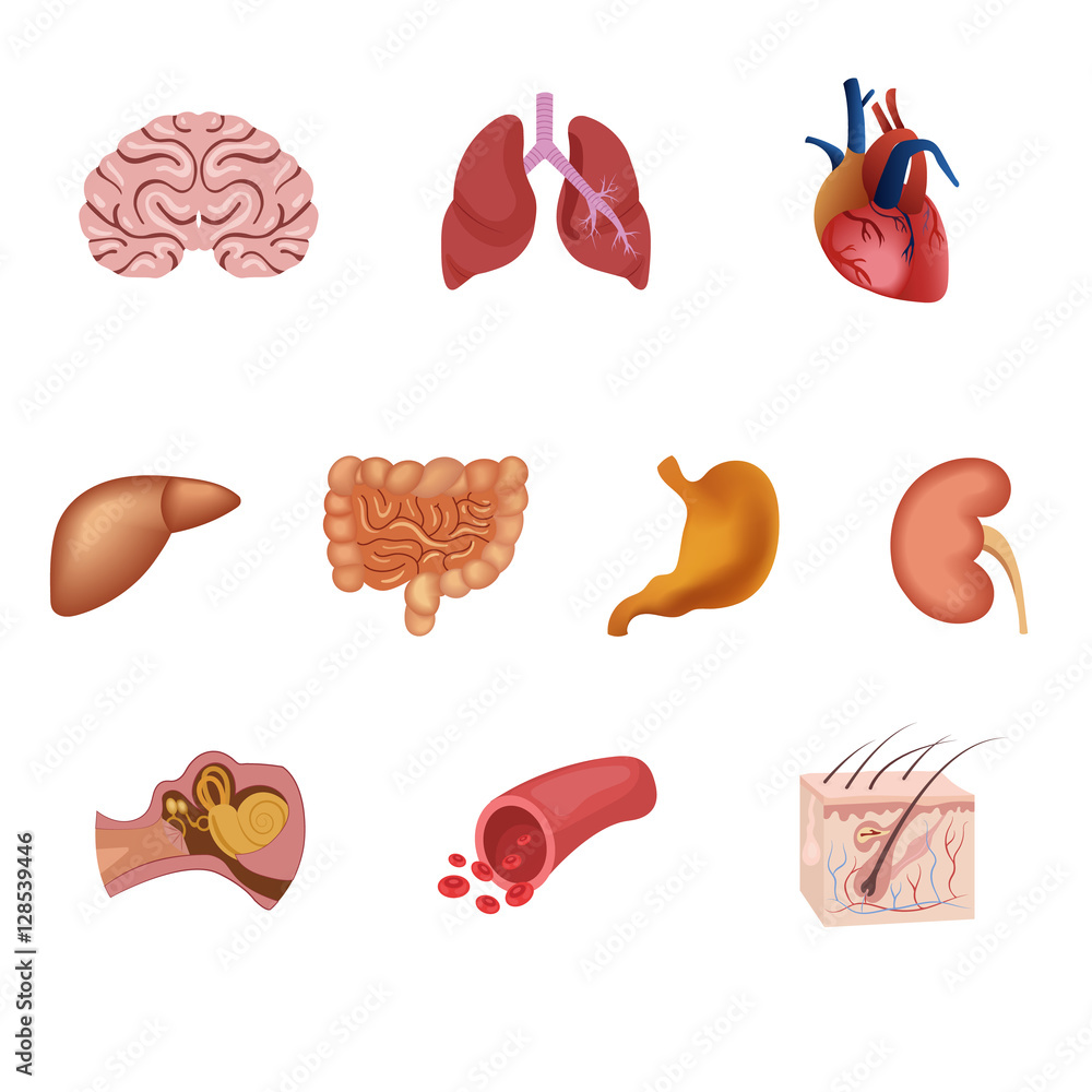 Different flat human organs set with brain heart lungs stomach bowels ...