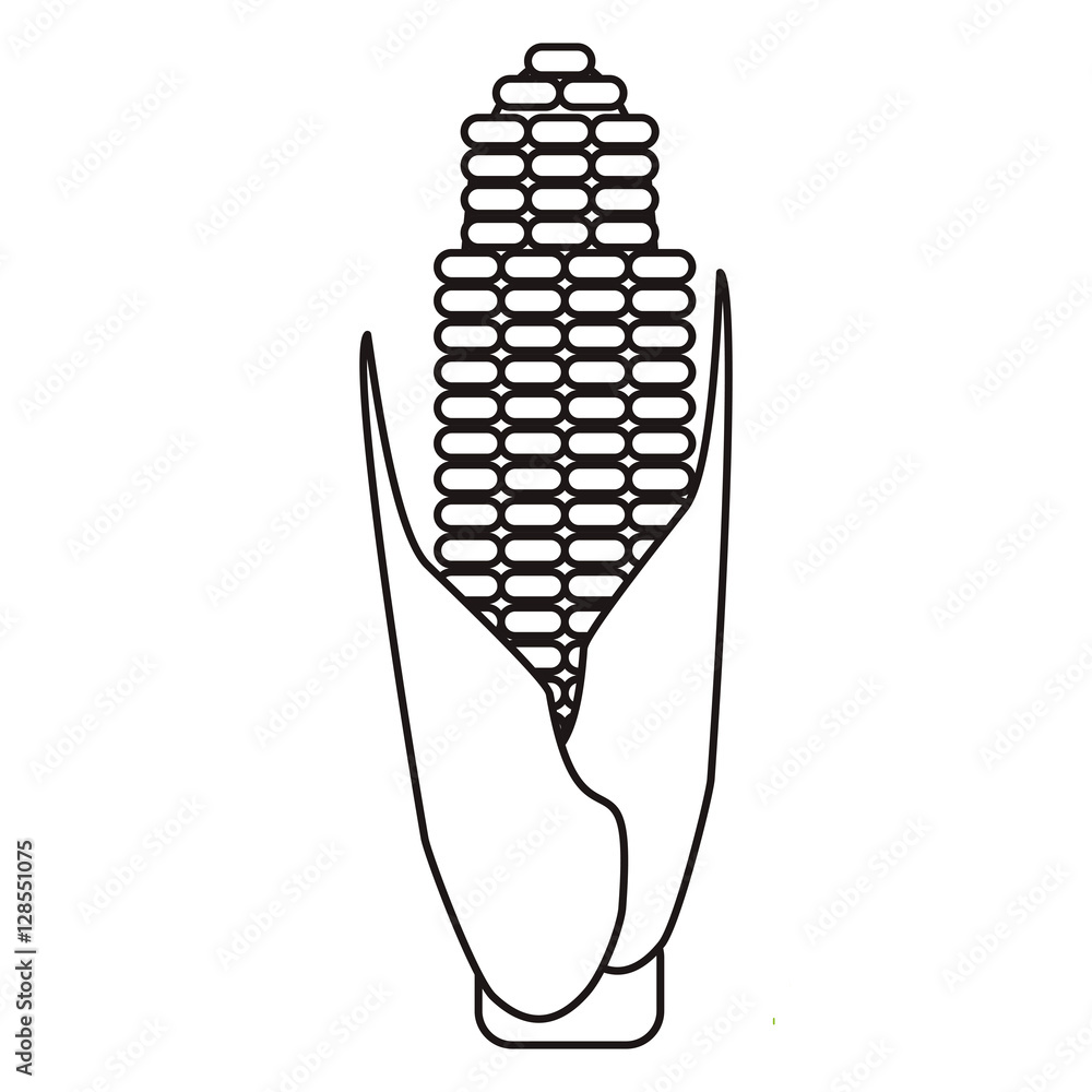 outline corn cob ripe leaves icon vector illustration eps 10 Stock ...