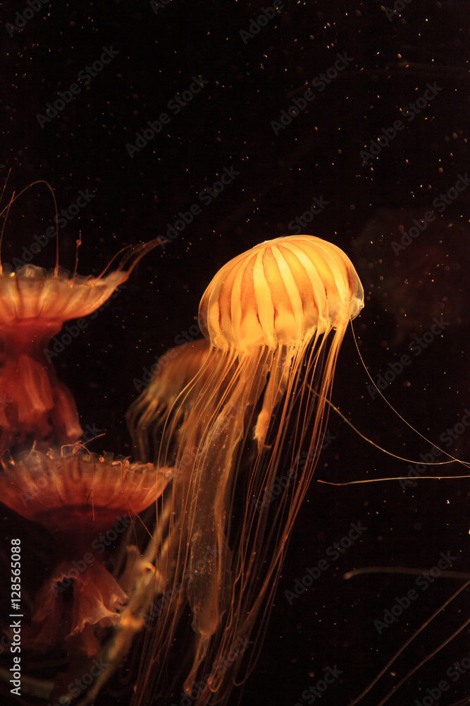 Japanese sea nettle Jellyfish, Chrysaora pacifica, can range in color ...