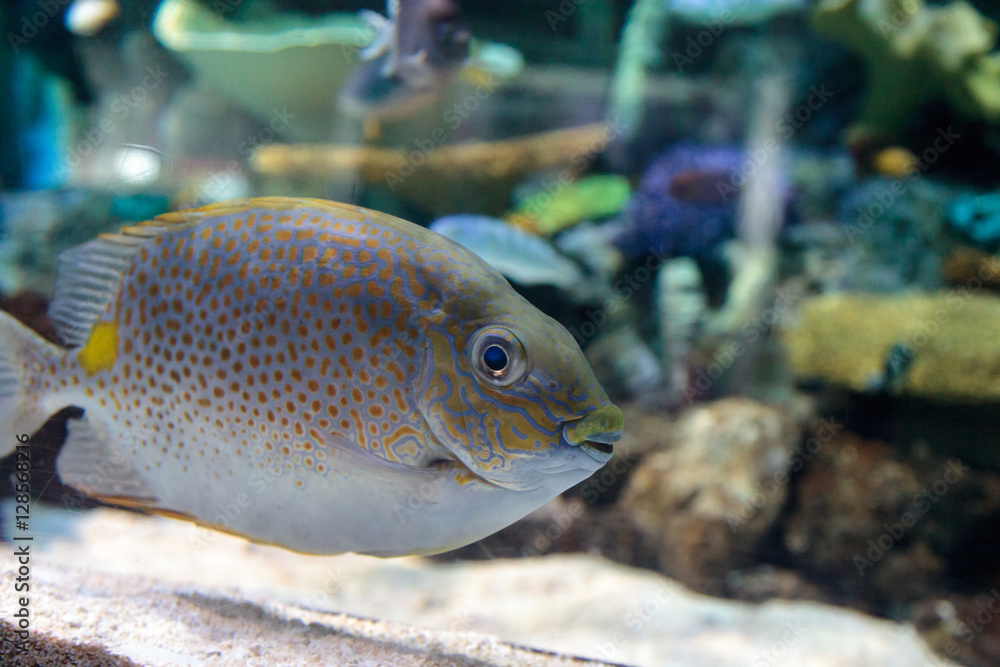 Yellowspot rabbitfish Siganus guttatus swims across a coral reef. Stock ...