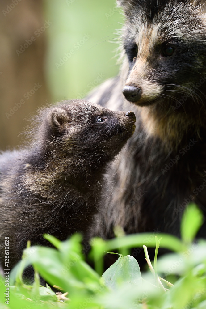 Raccoon Dog Pups