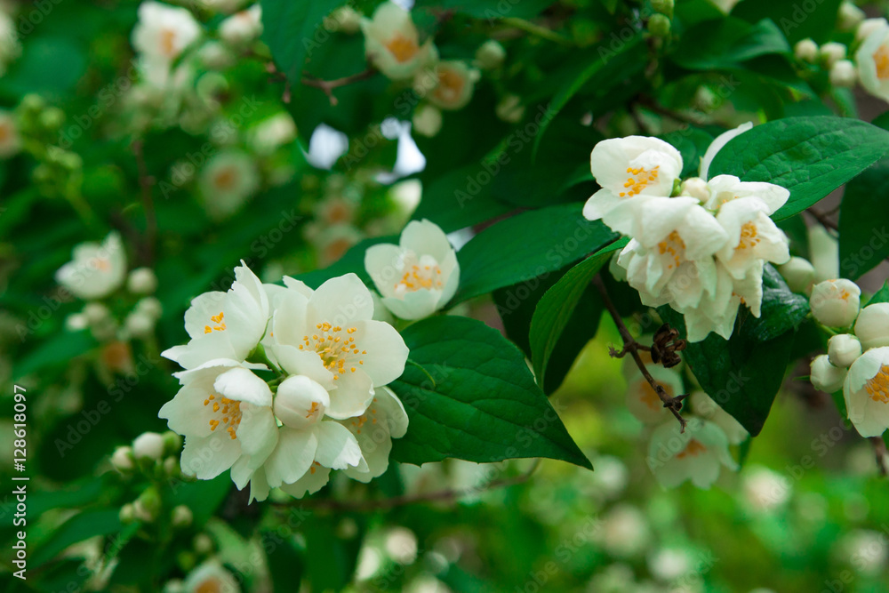 jasmine tree blossoms Stock Photo | Adobe Stock