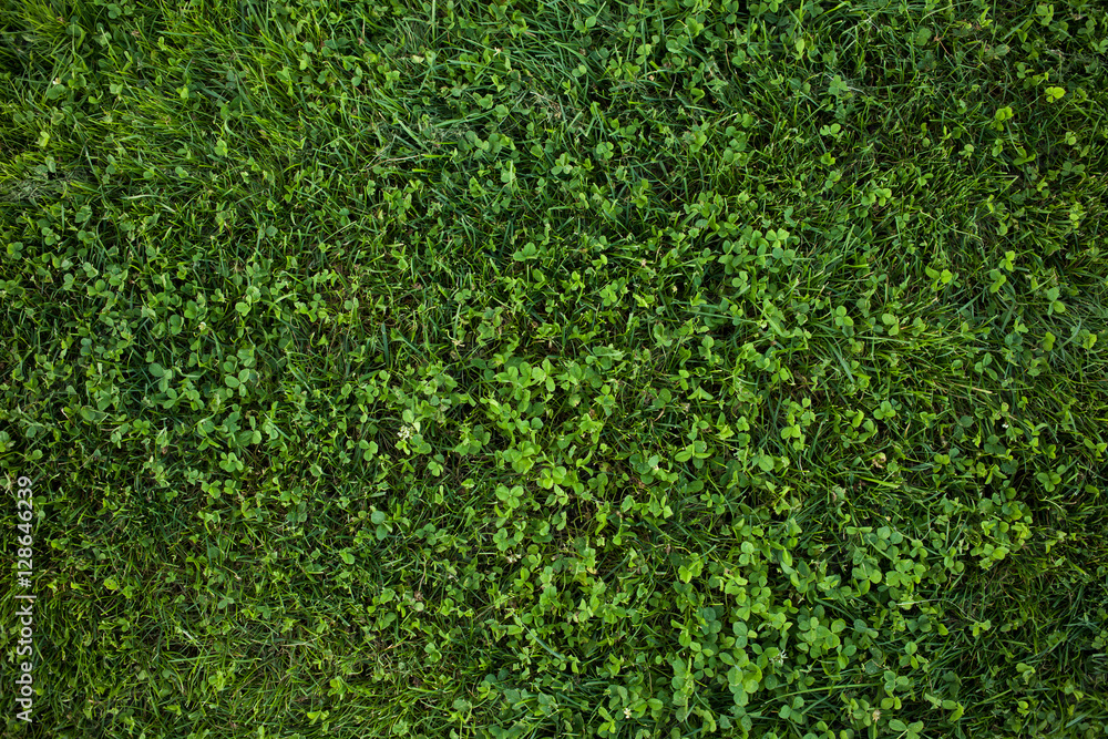 Green grass seamless texture. Green grass background texture. Field of ...