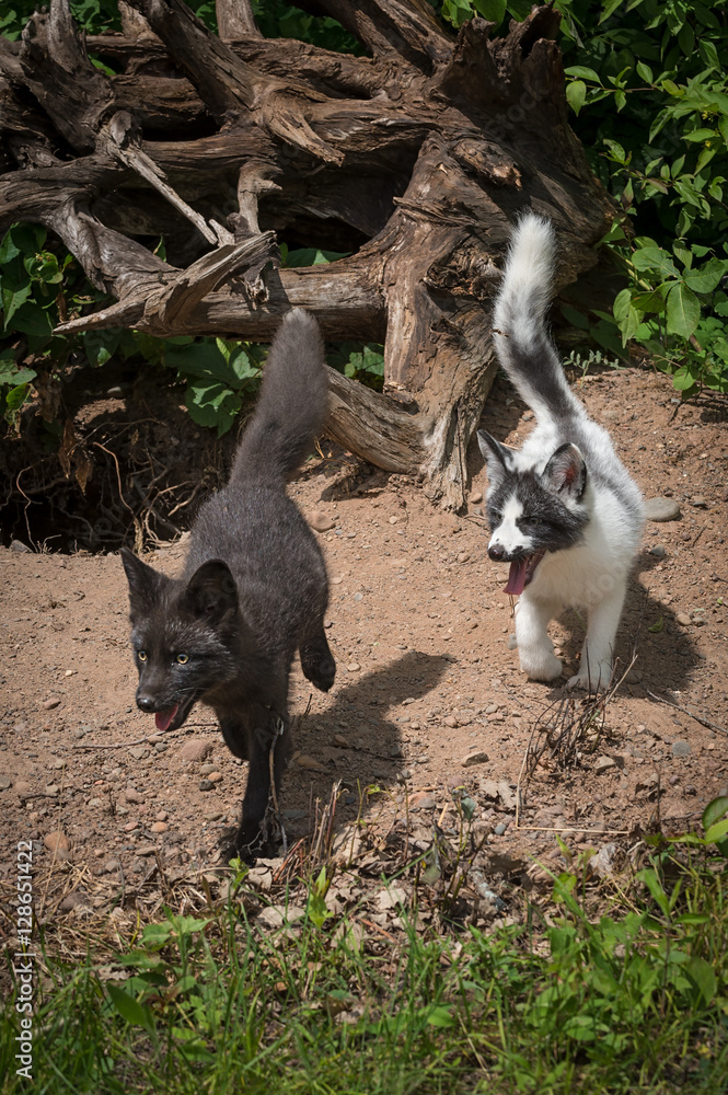 Canadian Marble Fox