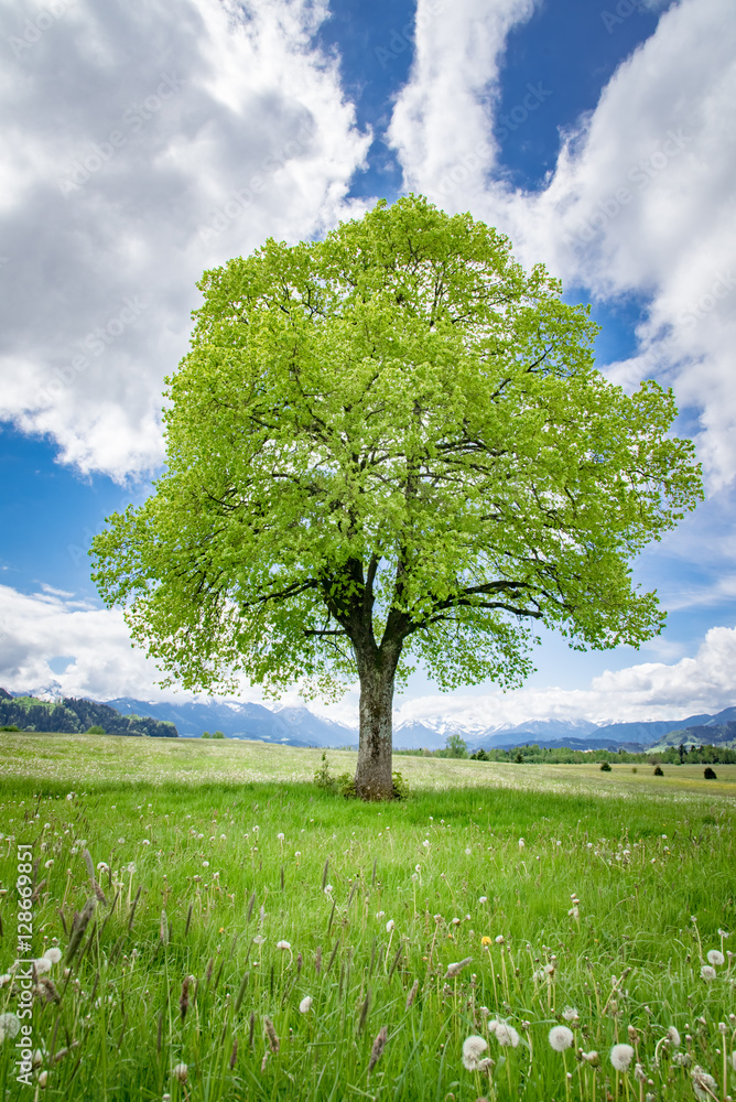 Schöner, alleinstehender Laubbaum im Allgäu Stock-Foto | Adobe Stock