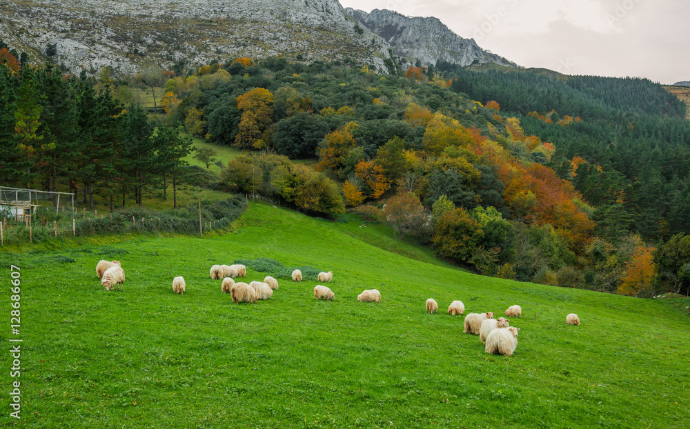 Animales en el pais vasco / Animals in the basque country foto de Stock ...
