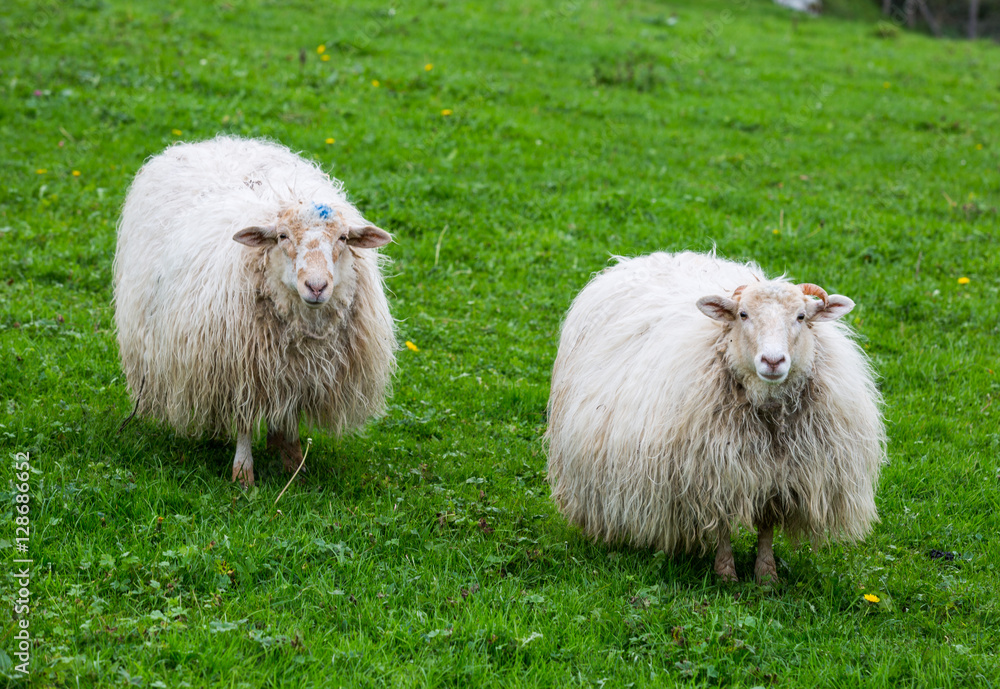 Animales en el pais vasco / Animals in the basque country Stock Photo ...