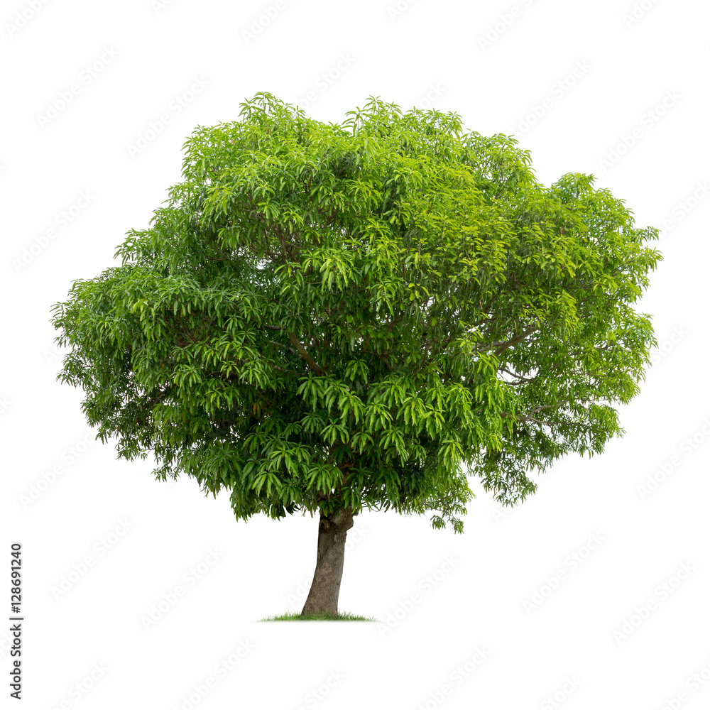Isolated mango tree on white background Stock Photo | Adobe Stock