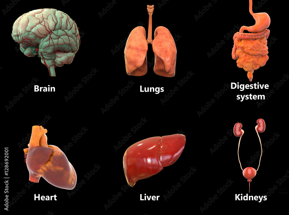 Human Body Organs Anatomy (Brain, Lungs, Digestive system, Heart, Liver ...