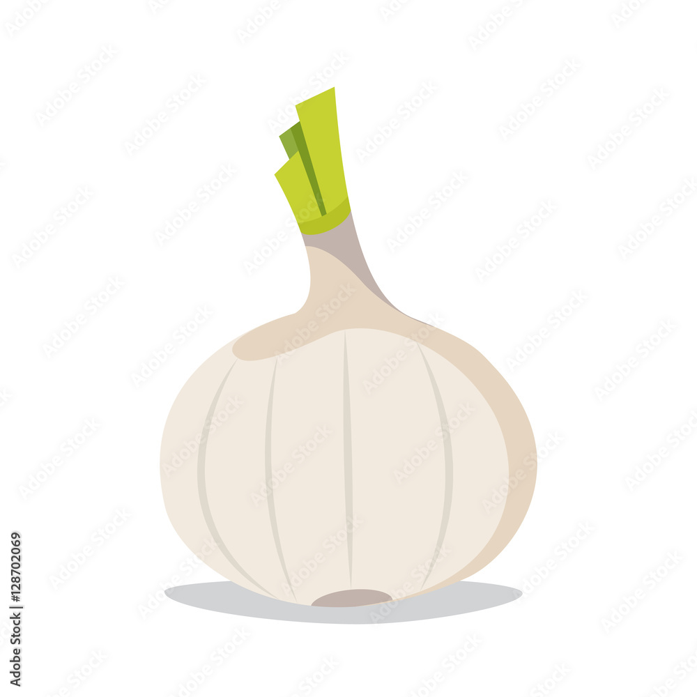 Garlic flat style. Isolated object. Vegetable from the garden. Organic ...