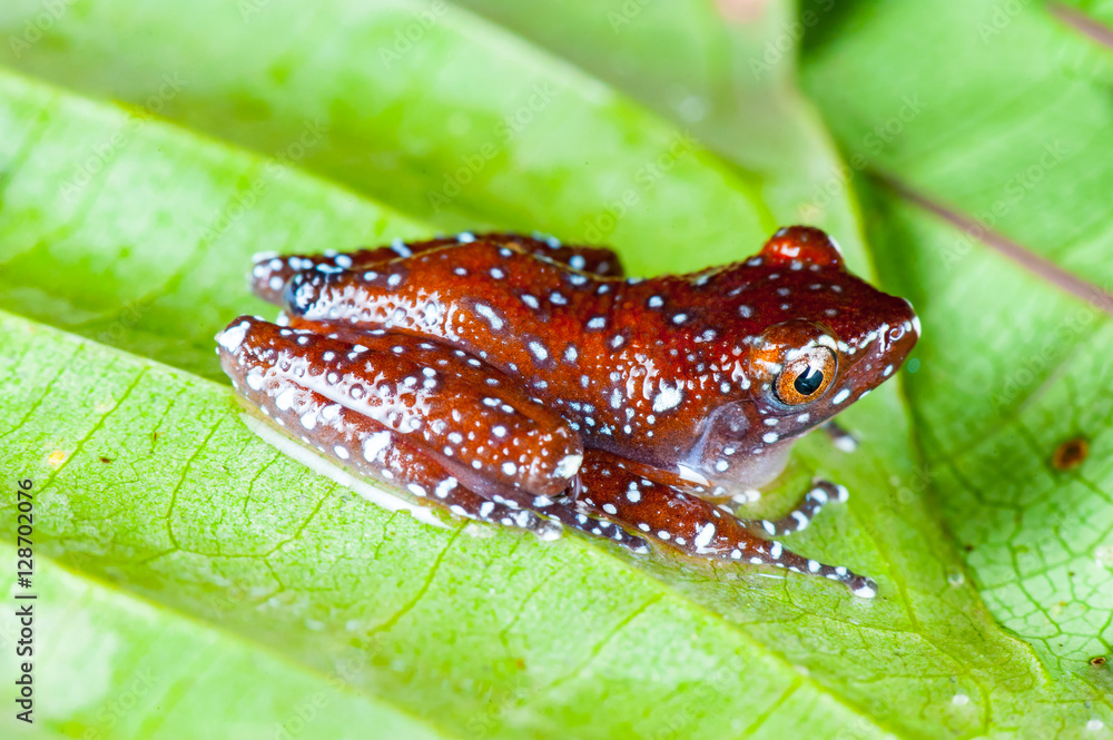 Cinnamon Frog (Nyctixalus pictus) on a leaf Stock Photo | Adobe Stock