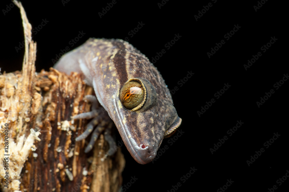 Philippine bent-toed gecko lizard (Cyrtodactylus philippinicus) on a ...