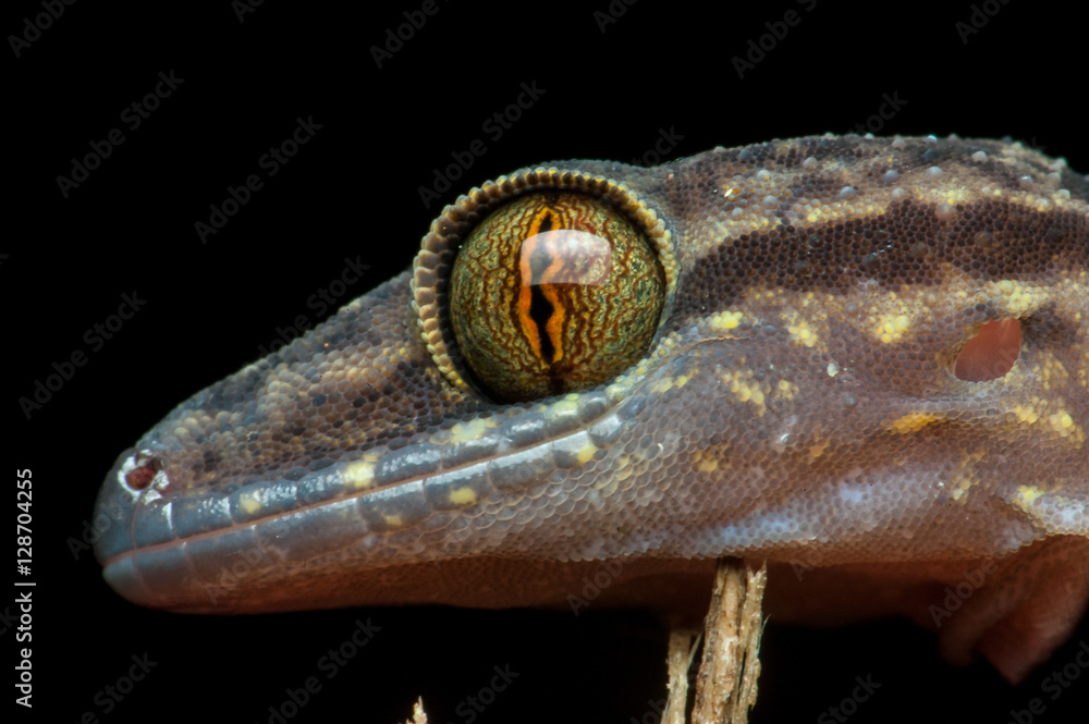 Philippine bent-toed gecko lizard (Cyrtodactylus philippinicus) on a ...