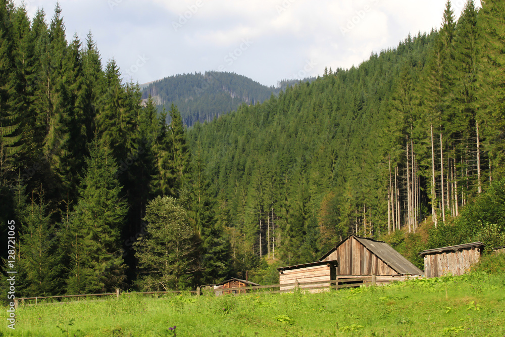 Spruce forest in the Ukrainian Carpathians. Sustainable clear ecosystem ...