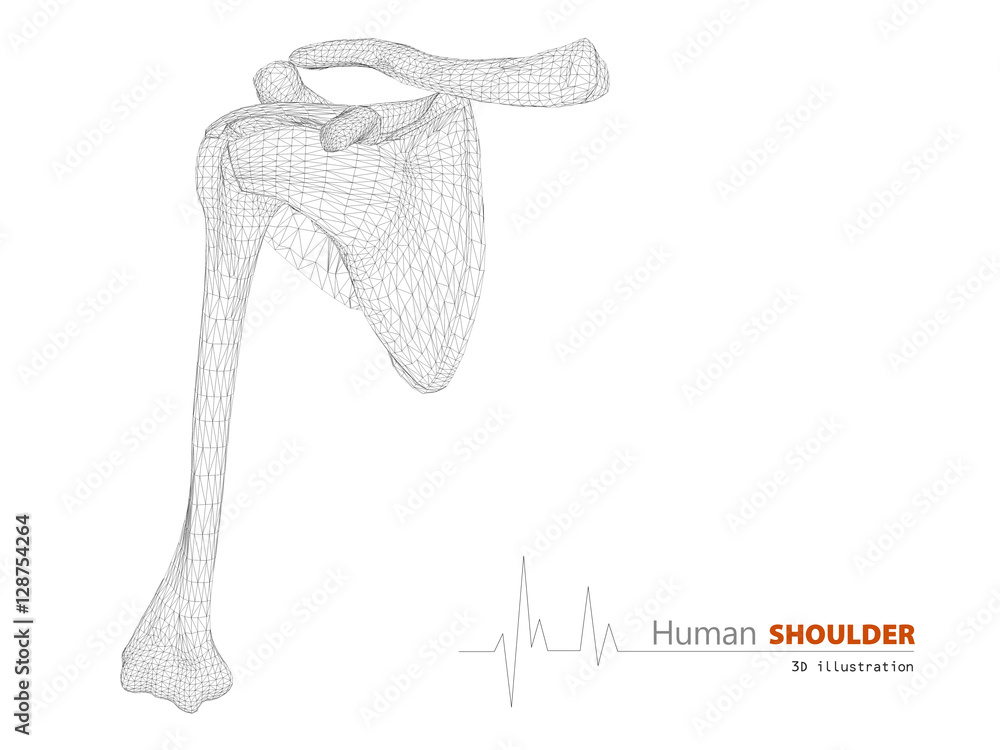 3d Illustration on Human Anatomy, Shoulder Isolated Background Stock ...