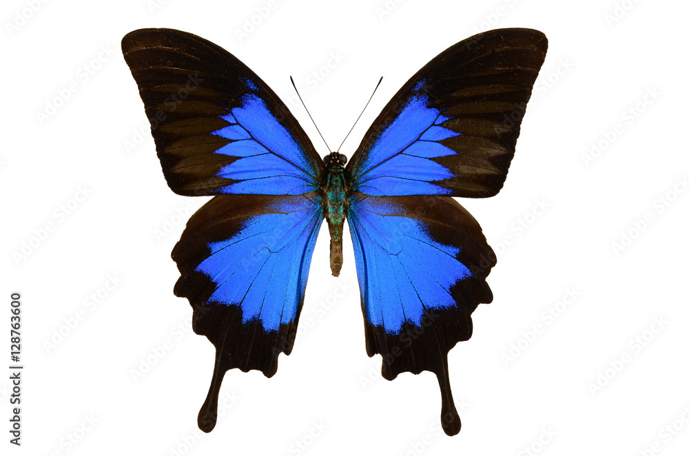 Ulysses Swallowtail Butterfly