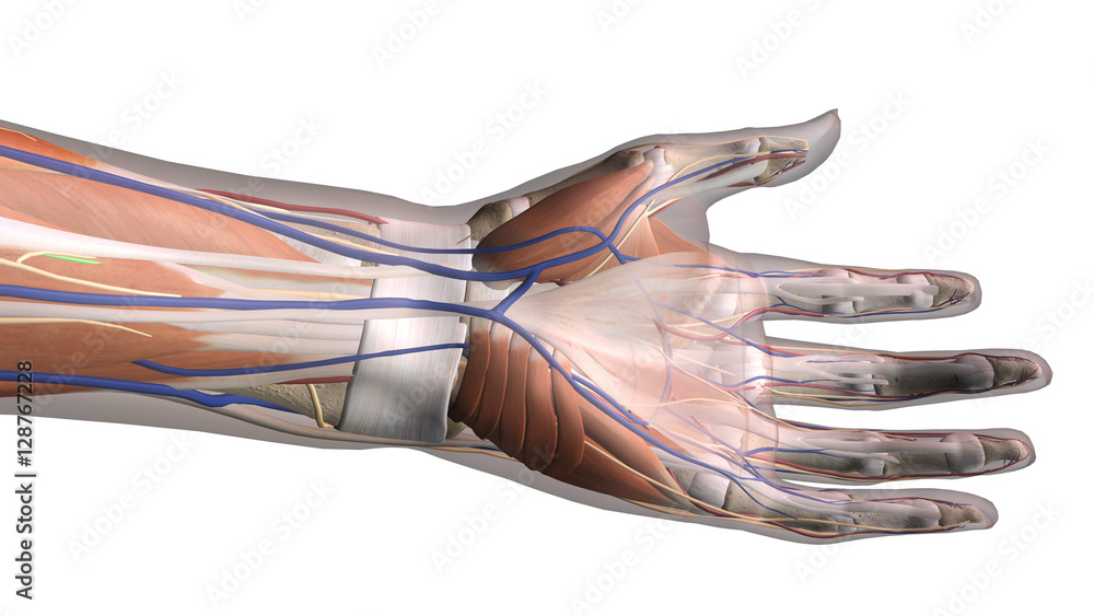 Female Hand Anatomy Ventral View White Background Stock Illustration ...