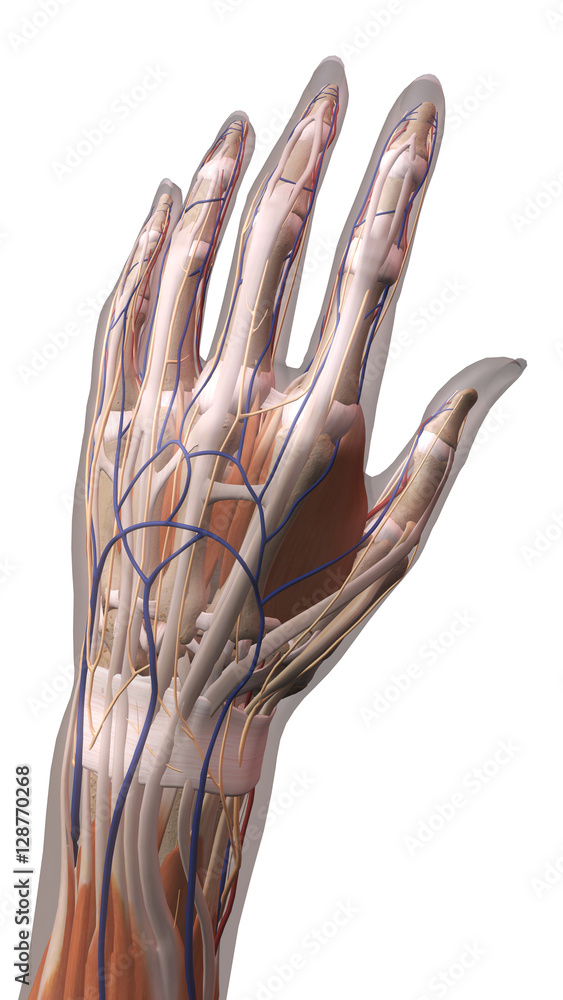 Female Hand Anatomy Dorsal View White Background Stock Illustration ...