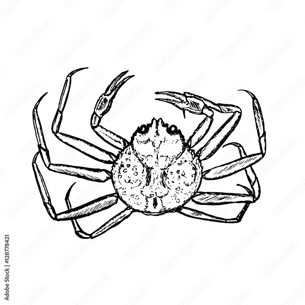 Hand-drawn vector crab, outline Stock Vector | Adobe Stock