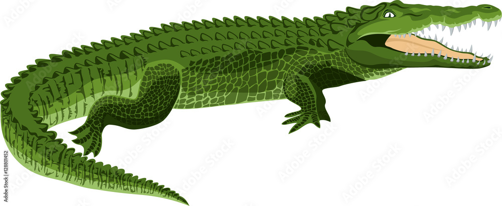 vector Wildlife crocodile Stock Vector | Adobe Stock