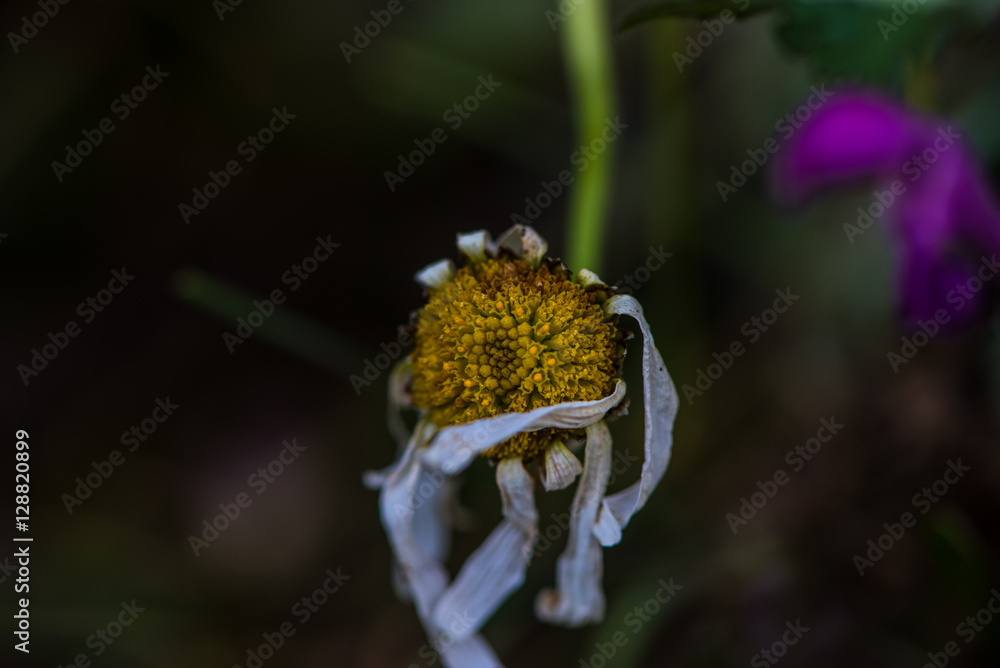 Withered white flower missing petals close up Stock Photo | Adobe Stock