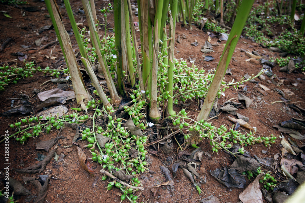 Cardamom plants growing at Cardamom Hills, Kerala, Idukki district ...