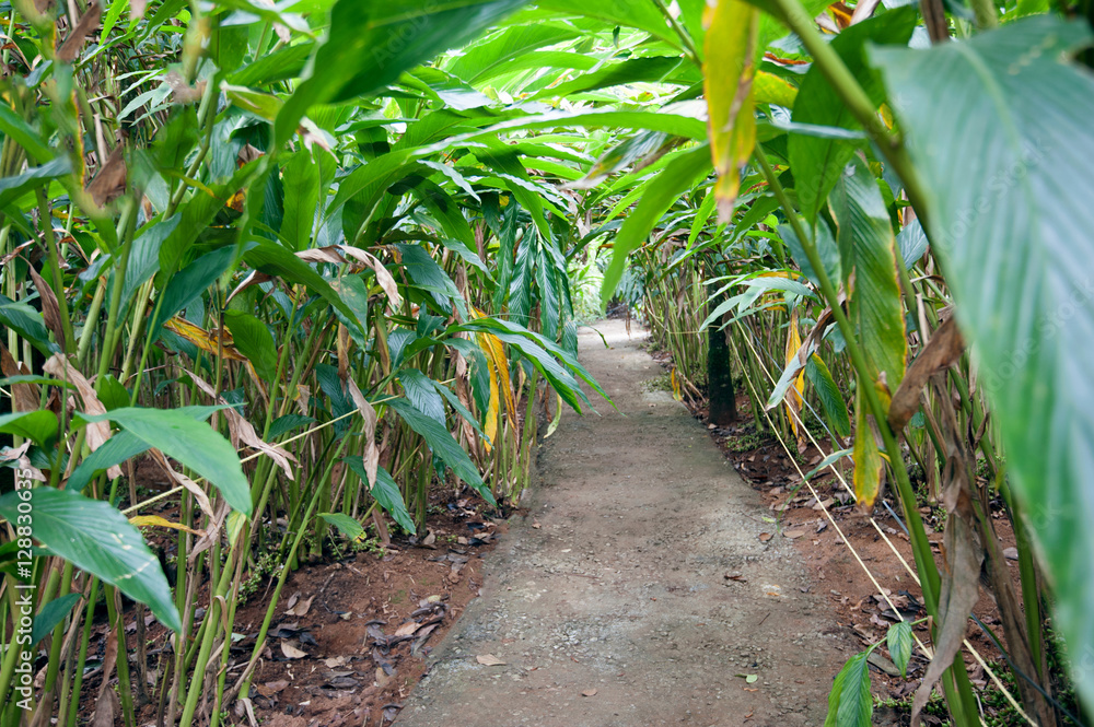 Cardamom plants growing at Cardamom Hills, Kerala, Idukki district ...