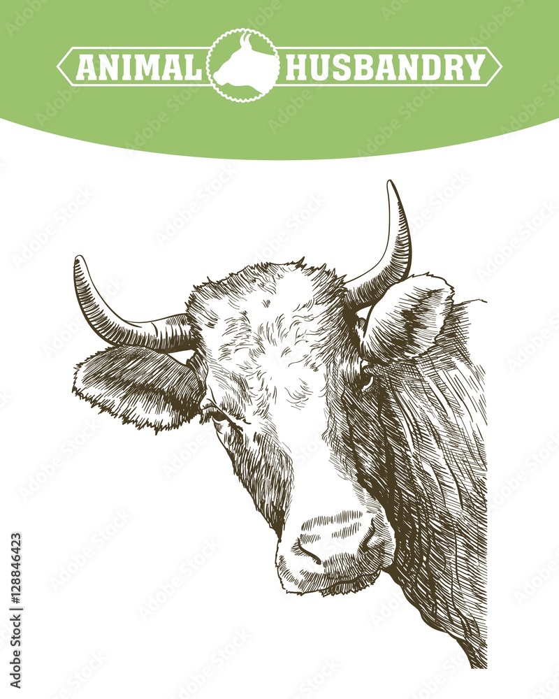 sketch of cow drawn by hand. livestock. cattle. animal grazing Stock ...
