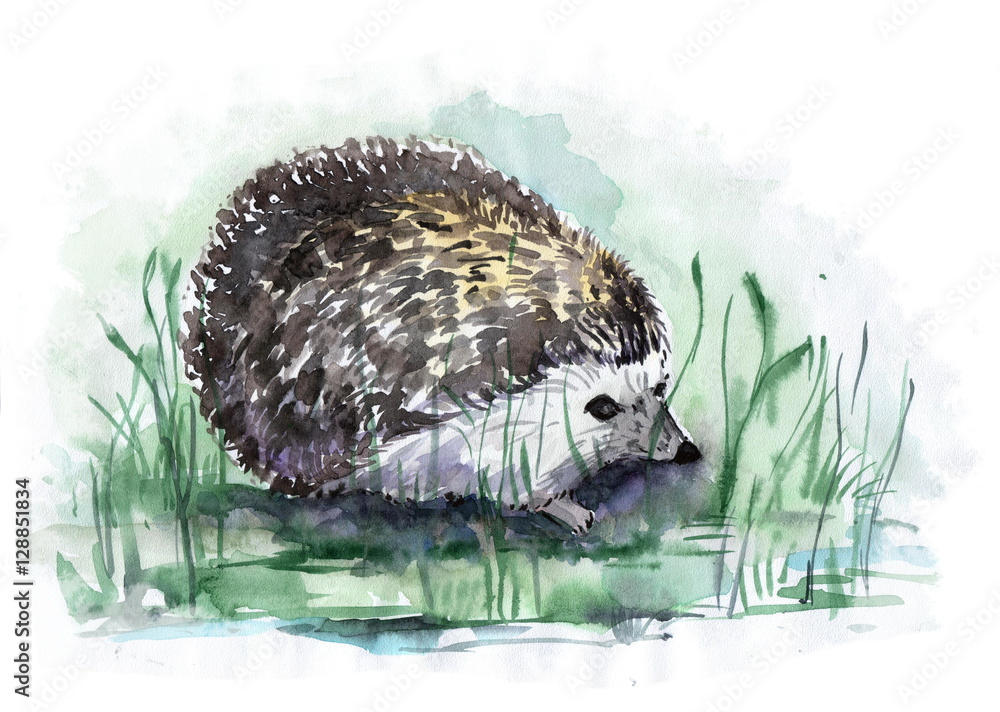 hand drawn watercolor hedgehog. watercolour illustration Stock Photo ...