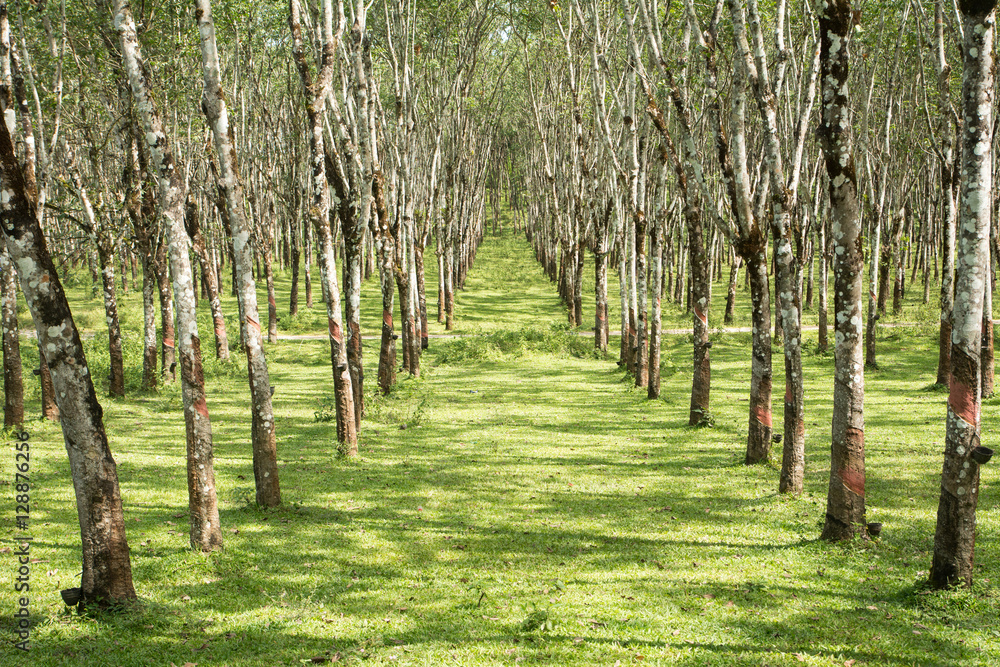 Rubber plantation lifes, Rubber plantation Background, Rubber trees in ...