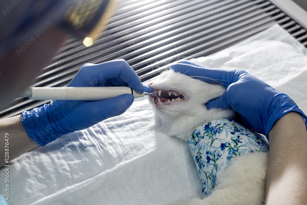 cat test on animal hospital Stock-Foto | Adobe Stock
