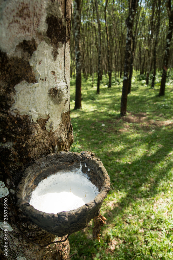 Rubber plantation lifes, Rubber plantation Background, Rubber trees in ...