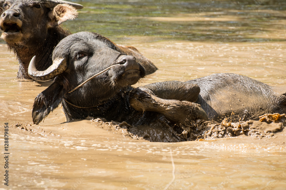 Buffalo are taking a shower,Buffalo soak in water, Buffalo playing ...