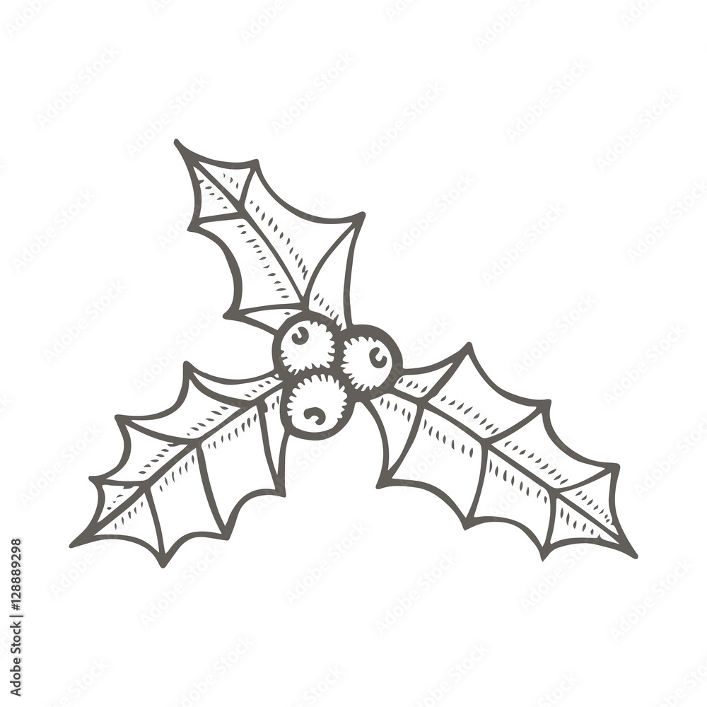 Holly Plant Drawing
