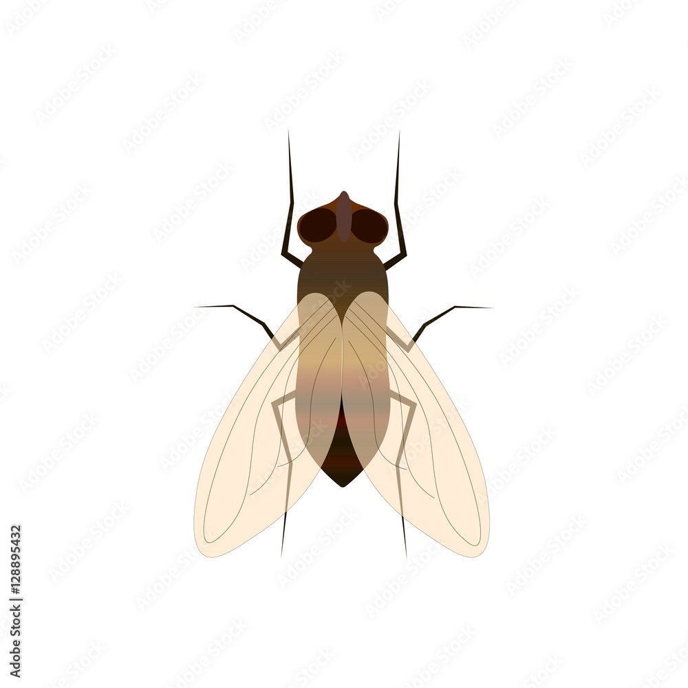 Fly, insect vector illustration isolated on a white background Stock ...