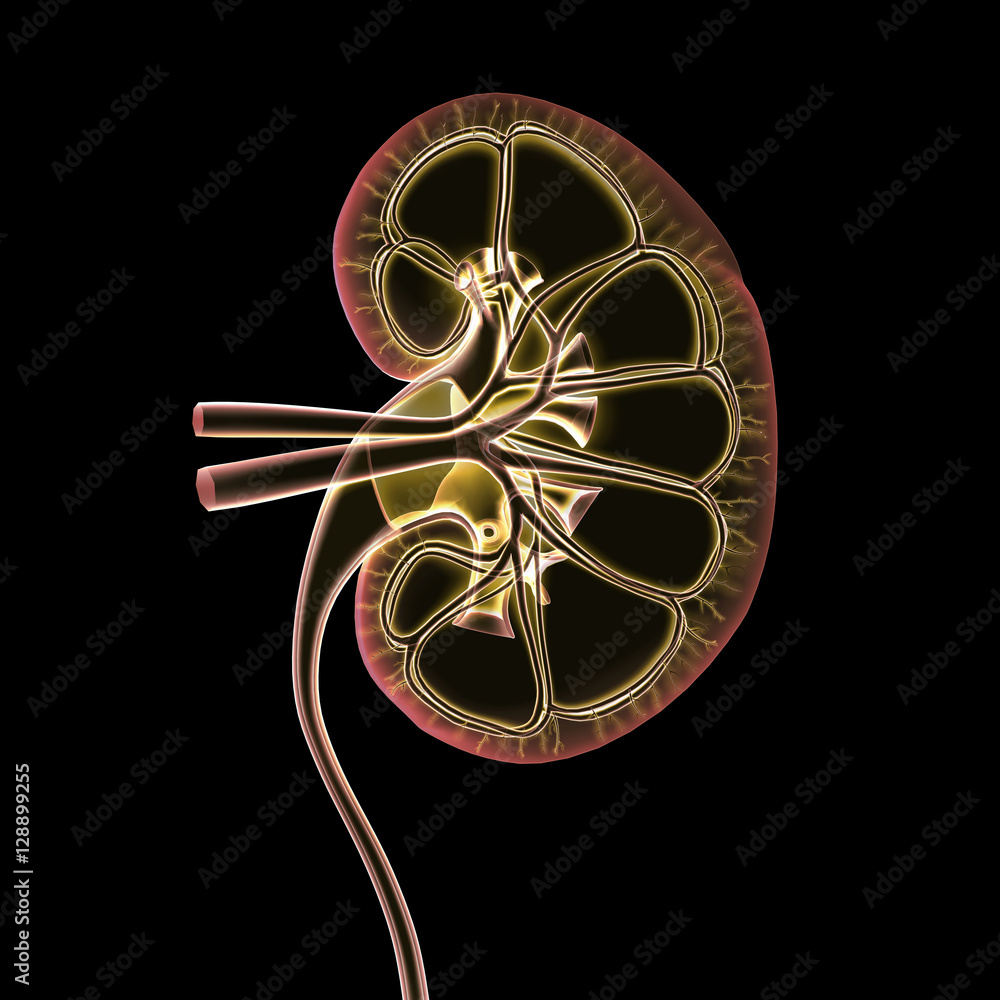 Kidney X-ray Cross Section View on Black Stock Illustration | Adobe Stock