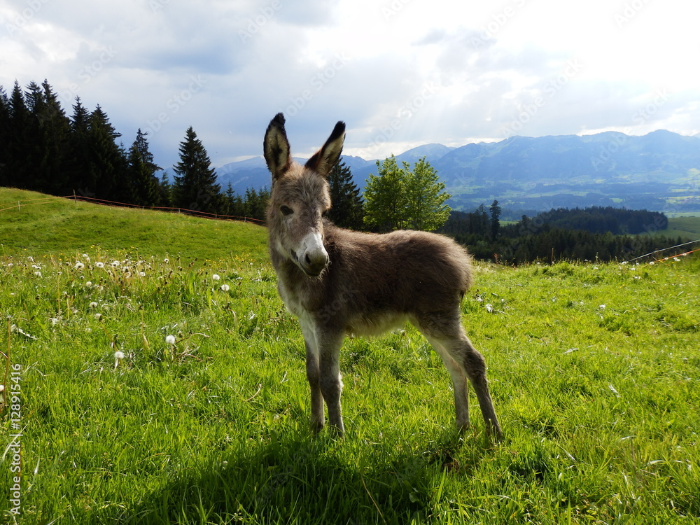 Junger Esel im Allgäu Stock-Foto | Adobe Stock