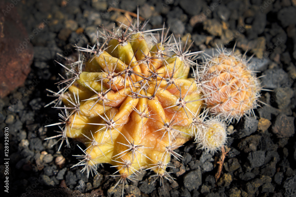 round cactus closeup , succulent garden plant Stock Photo | Adobe Stock