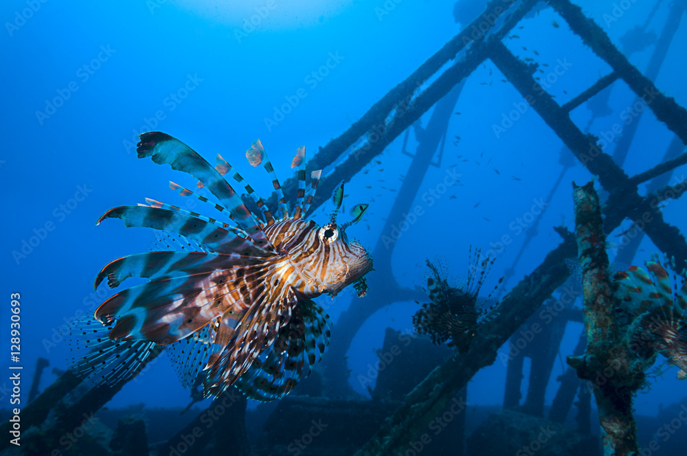 Pterois volitans, of shipwreck Zabargad Island called Maidan, Red Sea ...