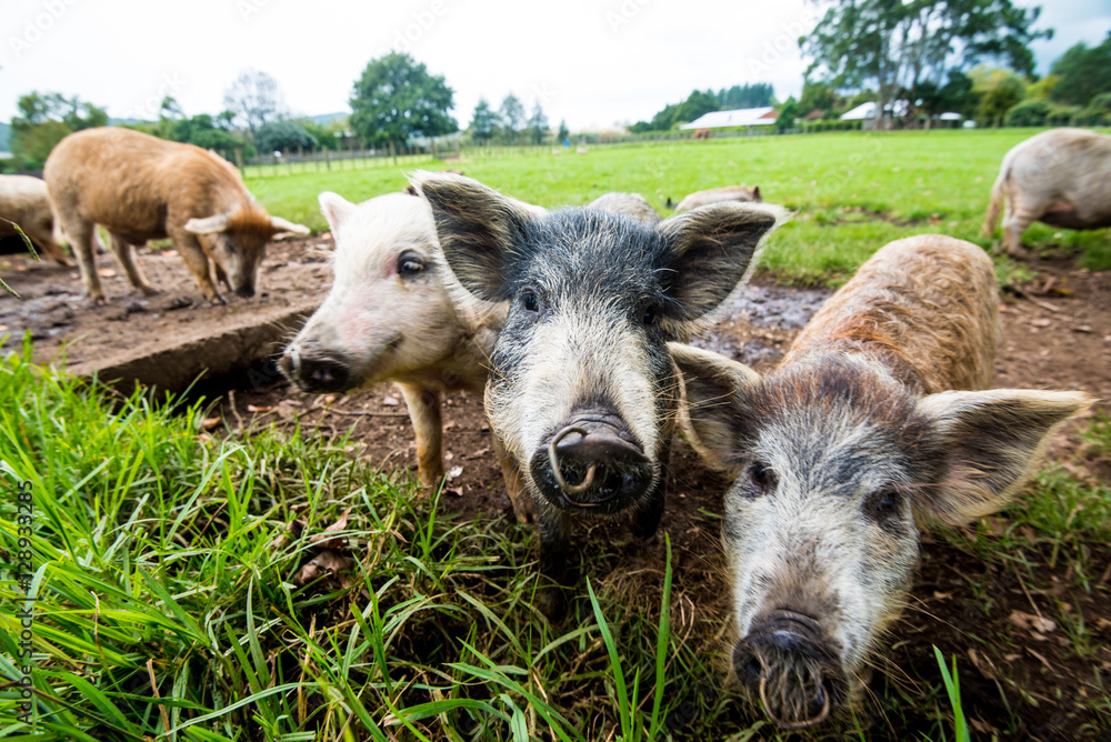 Three little pigs Stock Photo | Adobe Stock