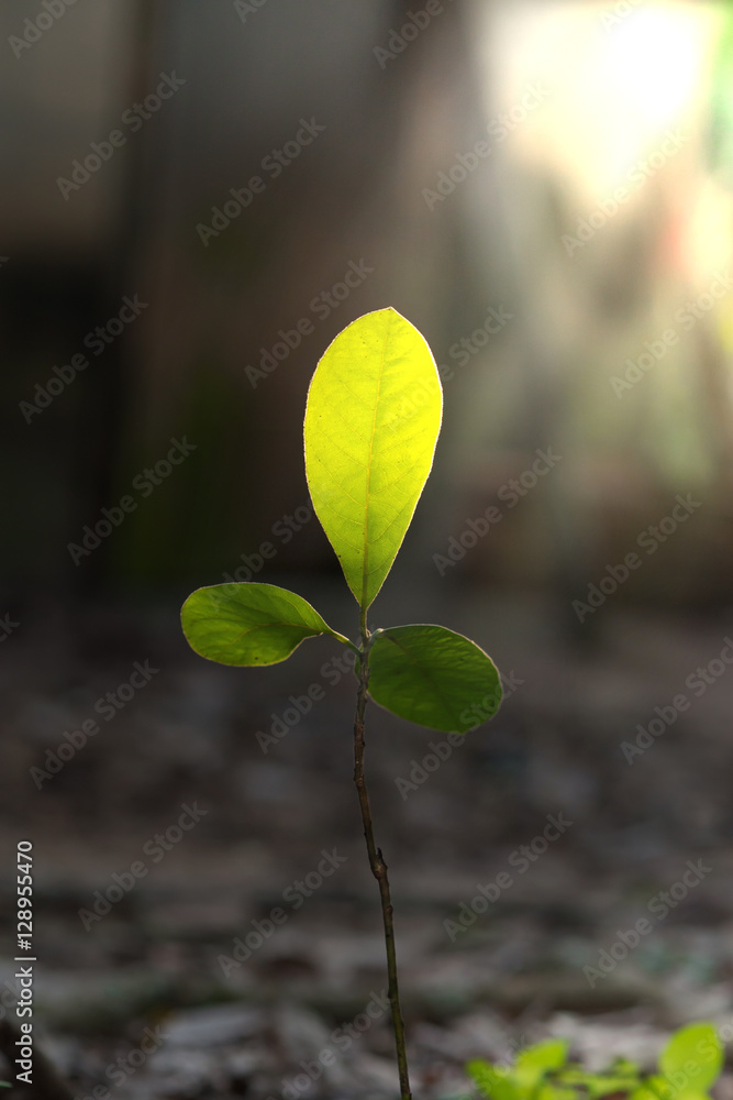 Young plant with rim light on a top of leaf. Light ray from the right ...